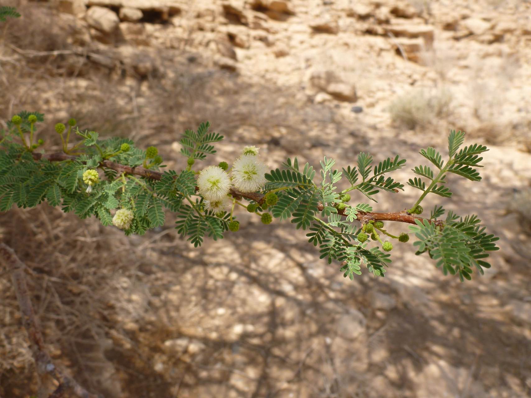 Living in the desert: Incredible survival mechanisms of desert plants ...